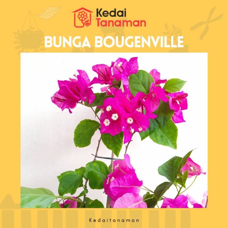 Jual Tanaman Hias Bunga Bougenville Tersedia 6 Variasi Warna - Bunga ...