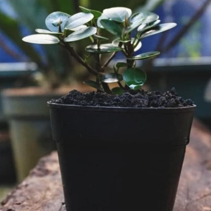 Jual Tanaman Hias Ficus Microcarpa Dwarf / Bahan Bongsai | Shopee Indonesia