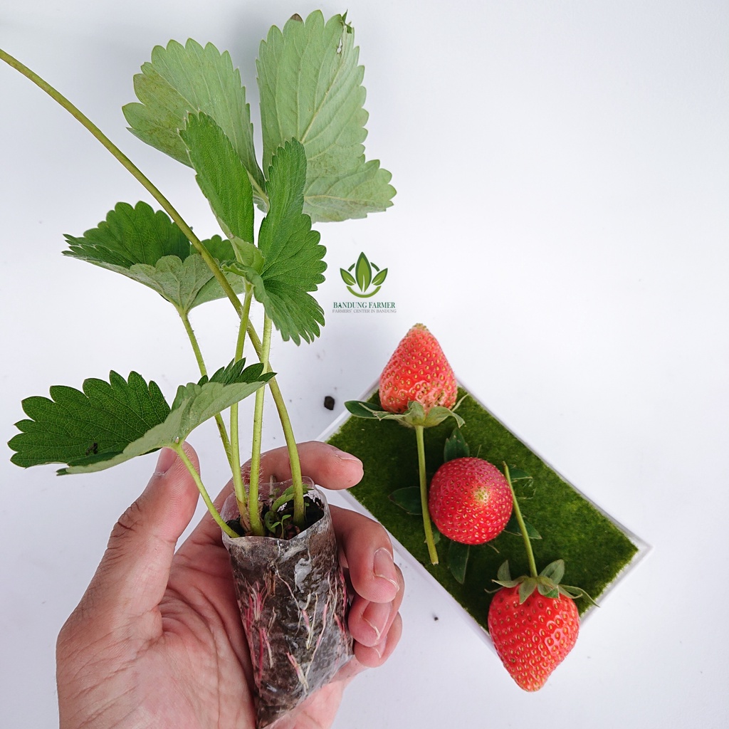 Jual 100 Pohon Bibit Strawberry California Siap Tanam | Shopee Indonesia