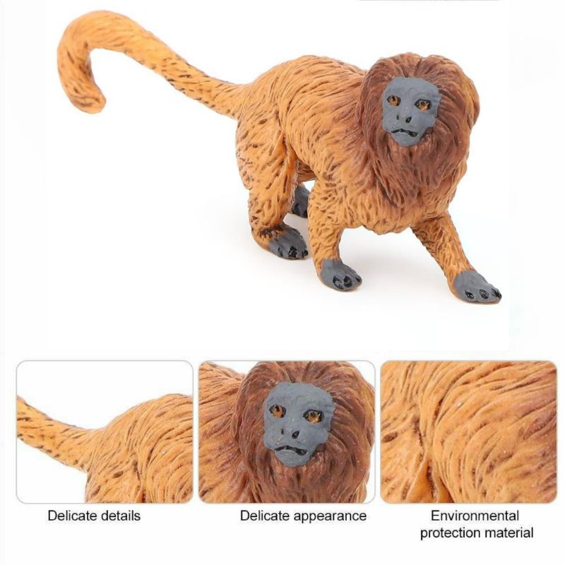 Jual Miniatur Monyet / Monkeys / Monkey / Primates GOLDEN LION TAMARIN ...