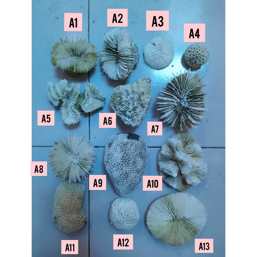 Jual Karang Mati Random | Shopee Indonesia