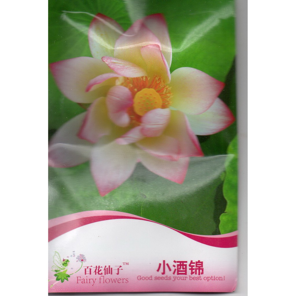 Jual (4 Biji) Bunga Lotus Teratai Blossom (B0215) | Shopee Indonesia