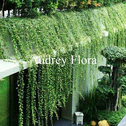 Jual Tanaman Hias Li Kuan Yu - Liquanyu - Li Kuan Yew | Shopee Indonesia