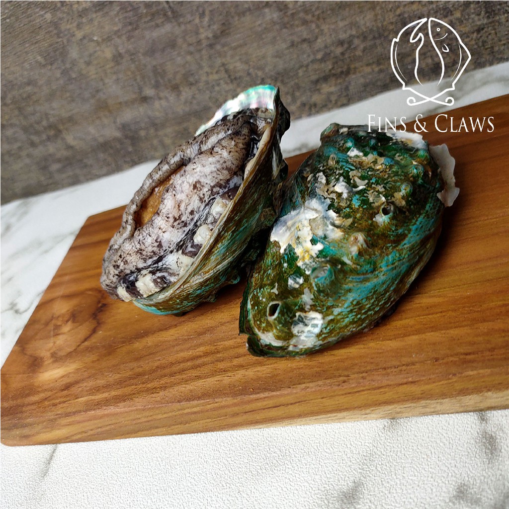 Jual Japanese Ezo Abalone - Ezo Awabi | Shopee Indonesia