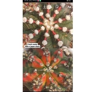 Jual Fresh seeds Milo x Japan clone 100 seeds | Shopee Indonesia