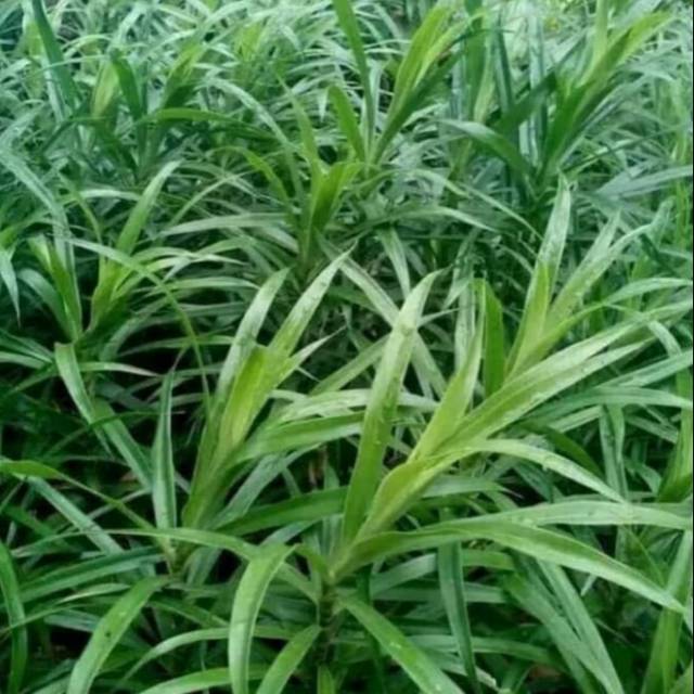 Jual Pohon suji bibit tanaman daun suji pewarna alami makanan dan kue ...