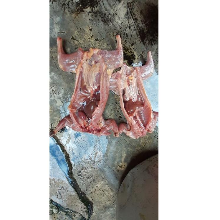 Jual [PRODUK PC7] DAGING TUPAI UNGKEUP SIAP GORENG PER 1 EKOR - DAGING ...