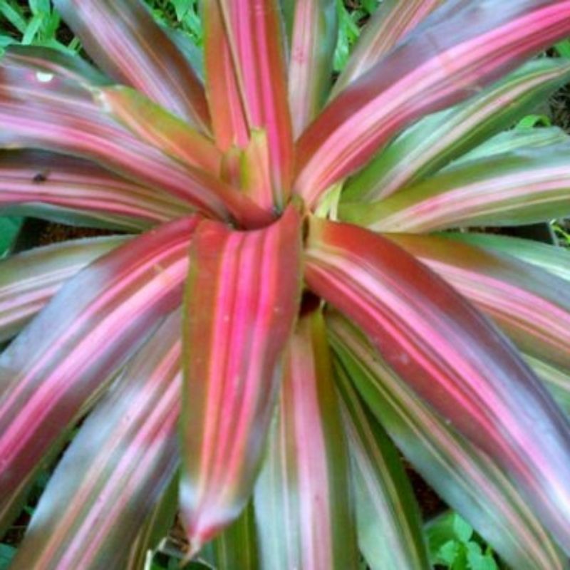 Jual tanaman bromelia tricolor | Shopee Indonesia