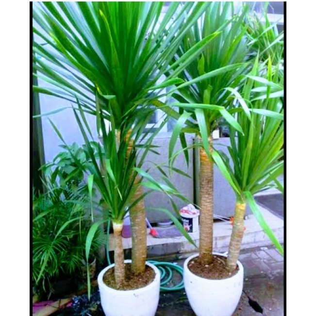 Jual Bibit Tanaman Pandan Bali | Shopee Indonesia