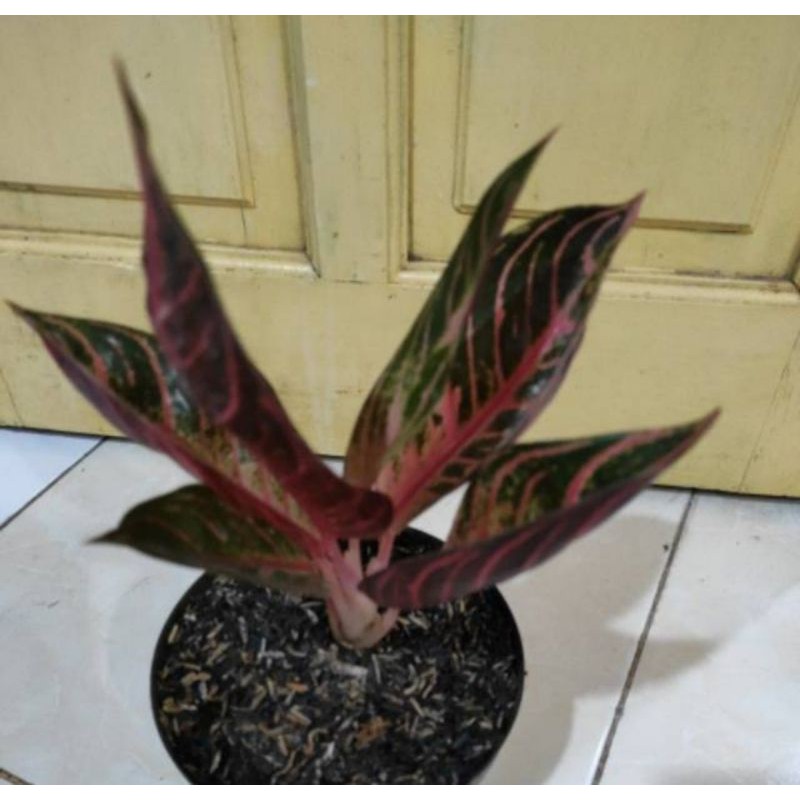 Jual Redsum pesanan Kak @Santi | Shopee Indonesia