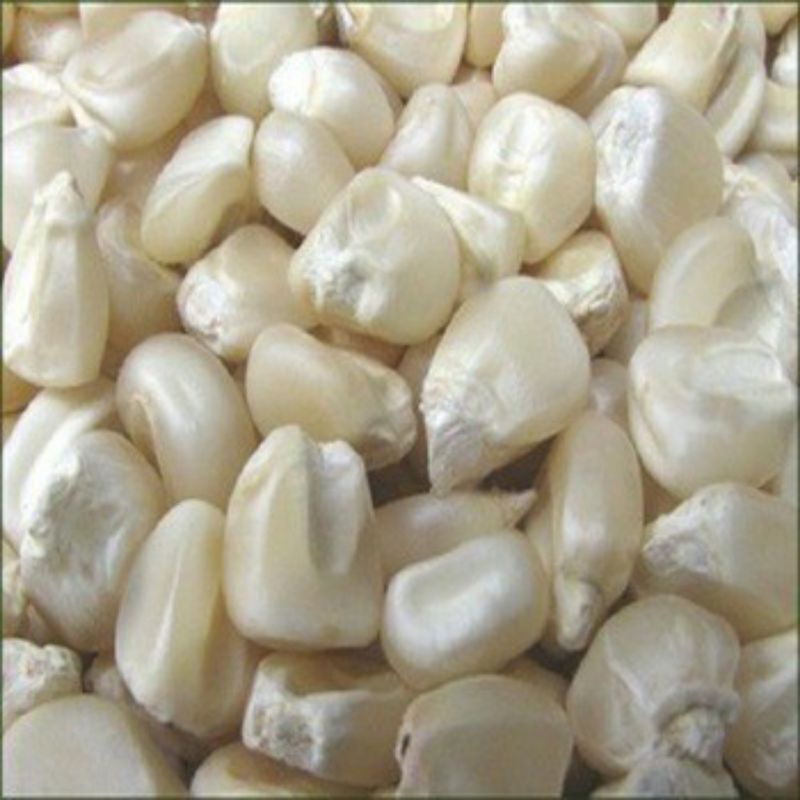 Jual 1000GRAM BENIH JAGUNG PUTIH SUPER KUALITAS UNGGUL | Shopee Indonesia