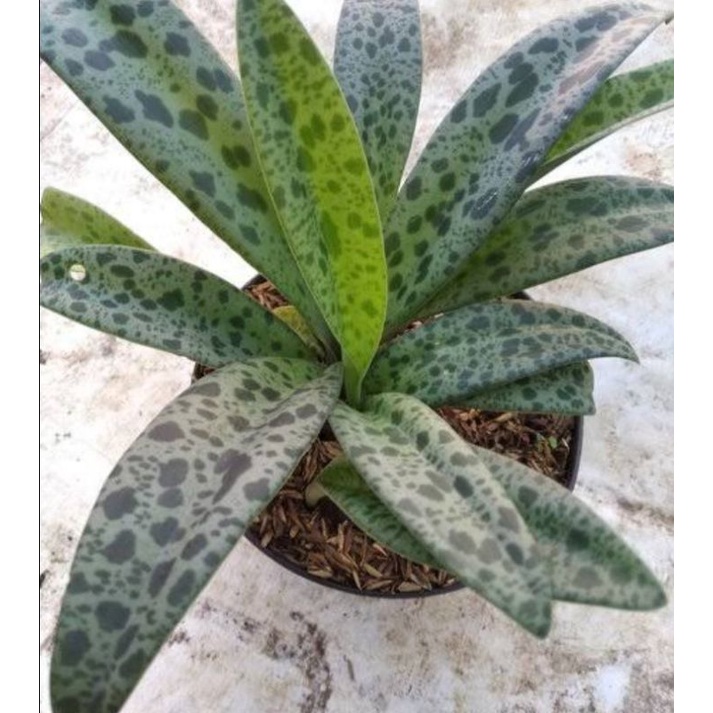 Jual Tanaman lidah katak | Shopee Indonesia