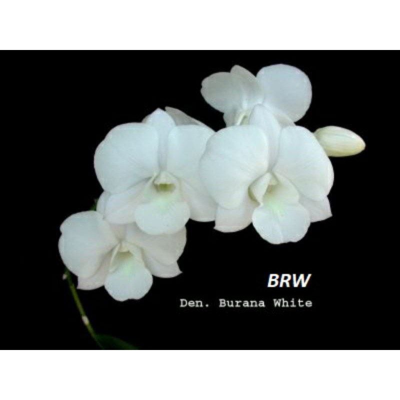 Jual seedling anggrek dendrobium bunga putih burana white - tanaman ...
