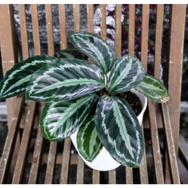 Jual Calathea picturata silver black | Shopee Indonesia
