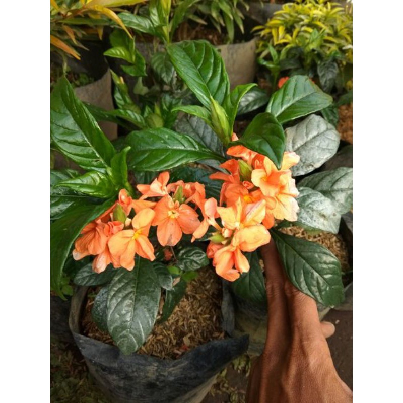 Jual Tanaman Hias Bunga Rosandra Tanaman Bunga Orange Tanaman Pot