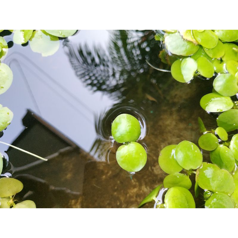 Jual tanaman air amazon Frogbit isi 25 tangkai perpaket | Shopee Indonesia