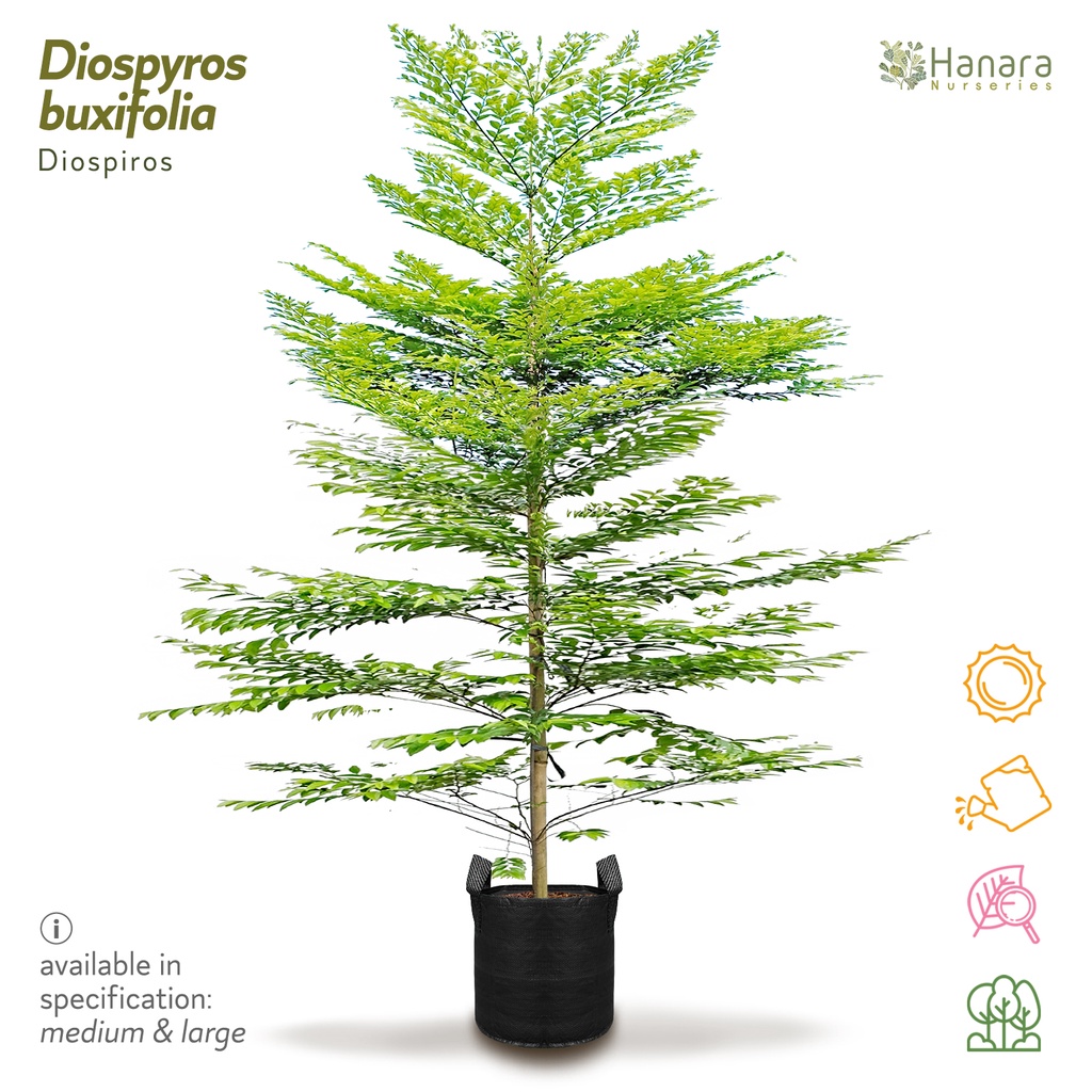 Jual Diospyros buxifolia - Diospiros - pohon instan/instant tree ...