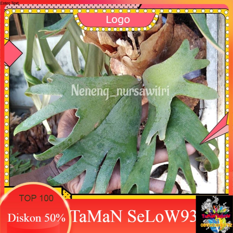 Jual Tanaman Hias mungil / Simbar menjangan / Tanduk rusa / Platyserium ...