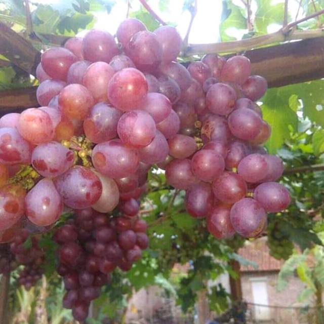 Jual bibit anggur ninel | Shopee Indonesia