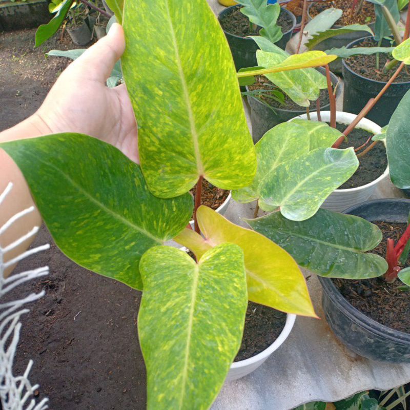 Jual PROMO TANAMAN HIAS PILLO PAINTED LADY | Shopee Indonesia
