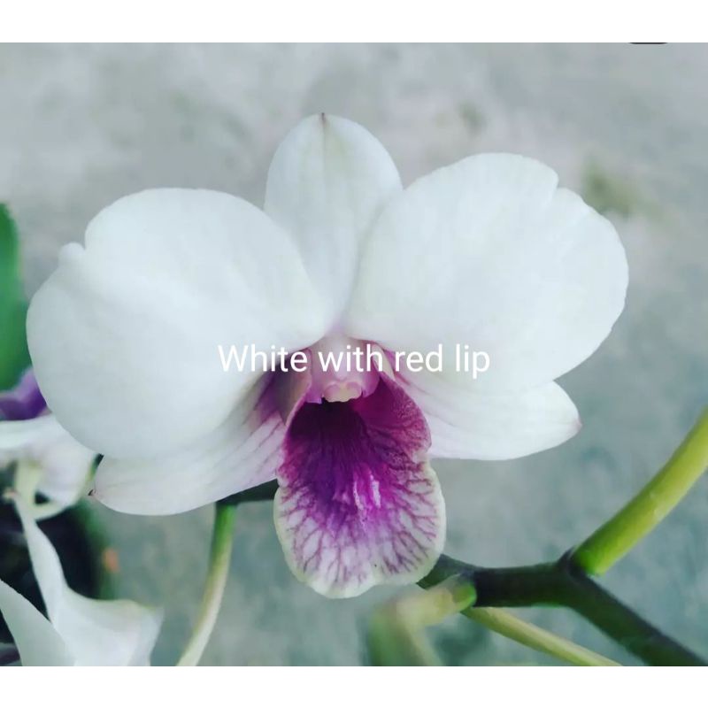 Jual Dendrobium white with red lip | Shopee Indonesia