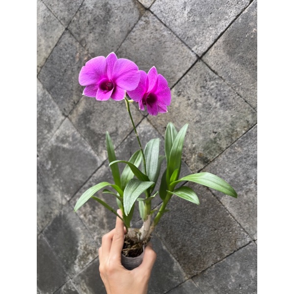 Jual dendrobium mini berbunga ungu | Shopee Indonesia