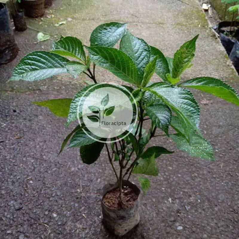 Jual TERBARU bibit pohon keji beling/daun pecah beling HARGA HANCUR ...