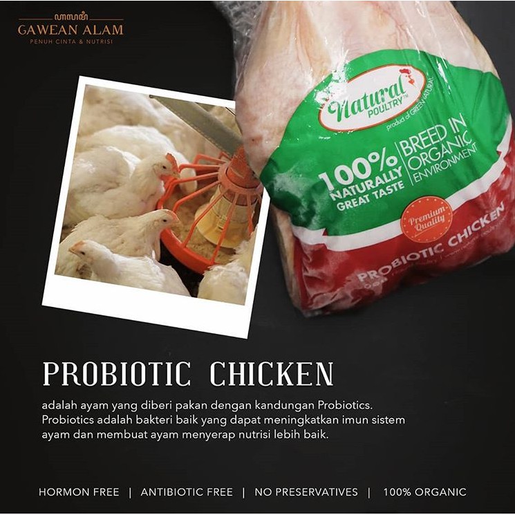 Jual Organic Chicken Probiotic - Ayam Organik Probiotik (900-1100 gram ...
