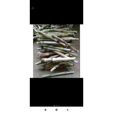 Jual bibit stek raja rumput per stek/kingres | Shopee Indonesia