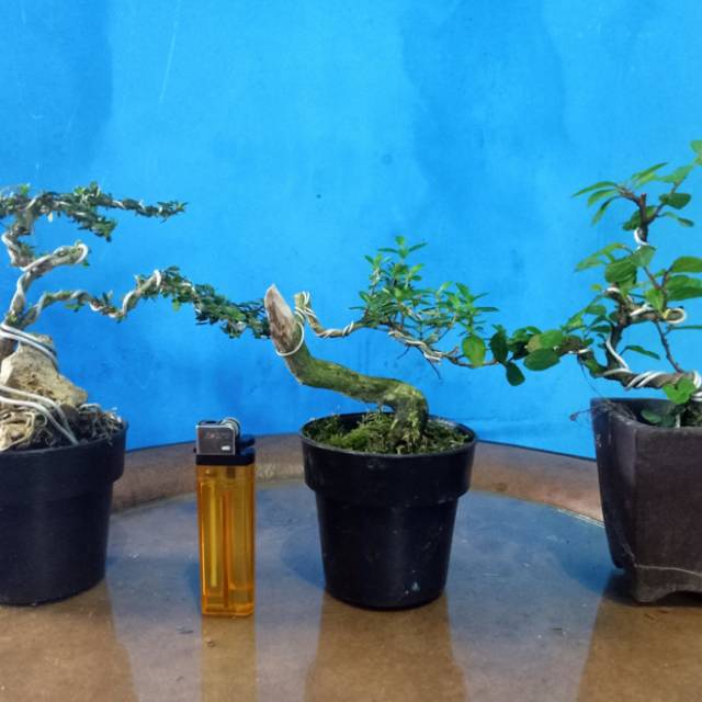 Jual Paket 3 bonsai mini tanaman hias pohon bonsai shito | Shopee Indonesia