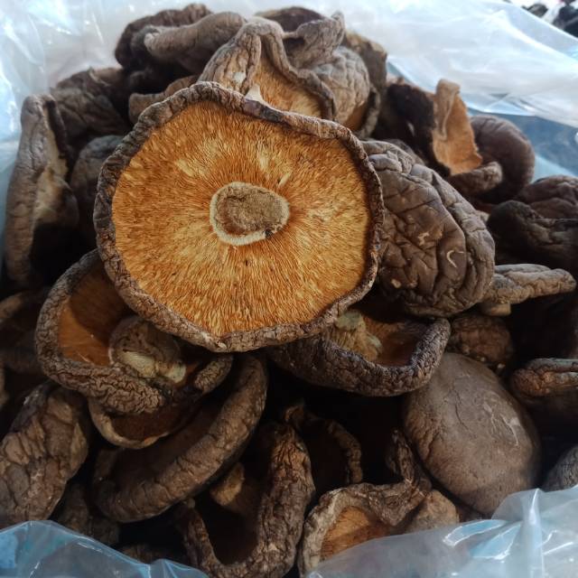 Jual Jamur/Hio kou Besar 100g | Shopee Indonesia