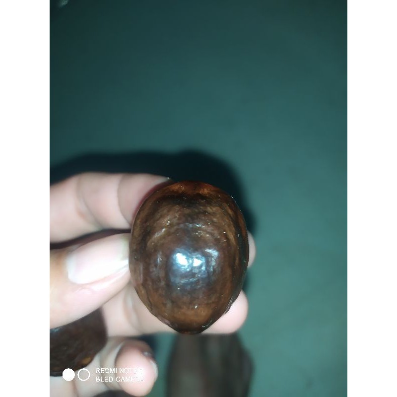 Jual Muncang adu dumbo (kojo) | Shopee Indonesia