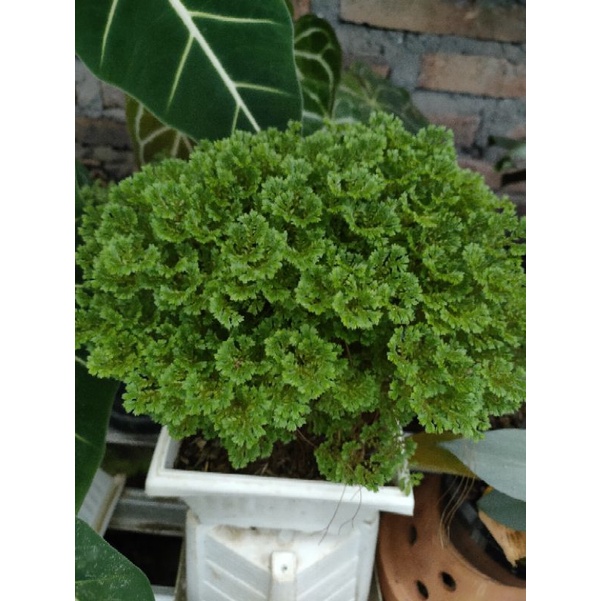 Jual Tanaman Rumput Papua (khusus Pulau Jawa dan Bali) | Shopee Indonesia