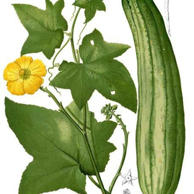 Jual bibit atau biji pohon oyong lopang- pohon bestru-pohon belustru ...