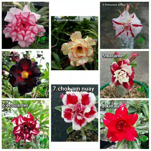 Jual paket 8 tanaman hias adenium | Shopee Indonesia