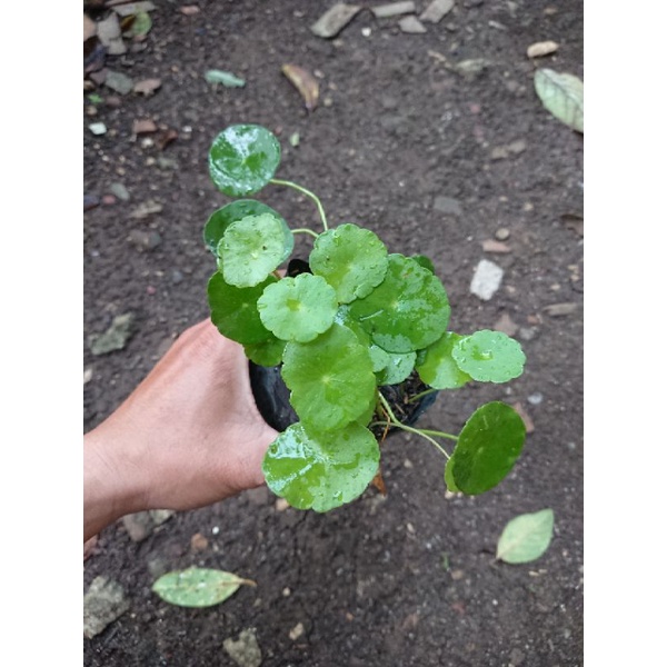 Jual Tanaman pegagan air ( hydrocotile vulgaris ) | Shopee Indonesia