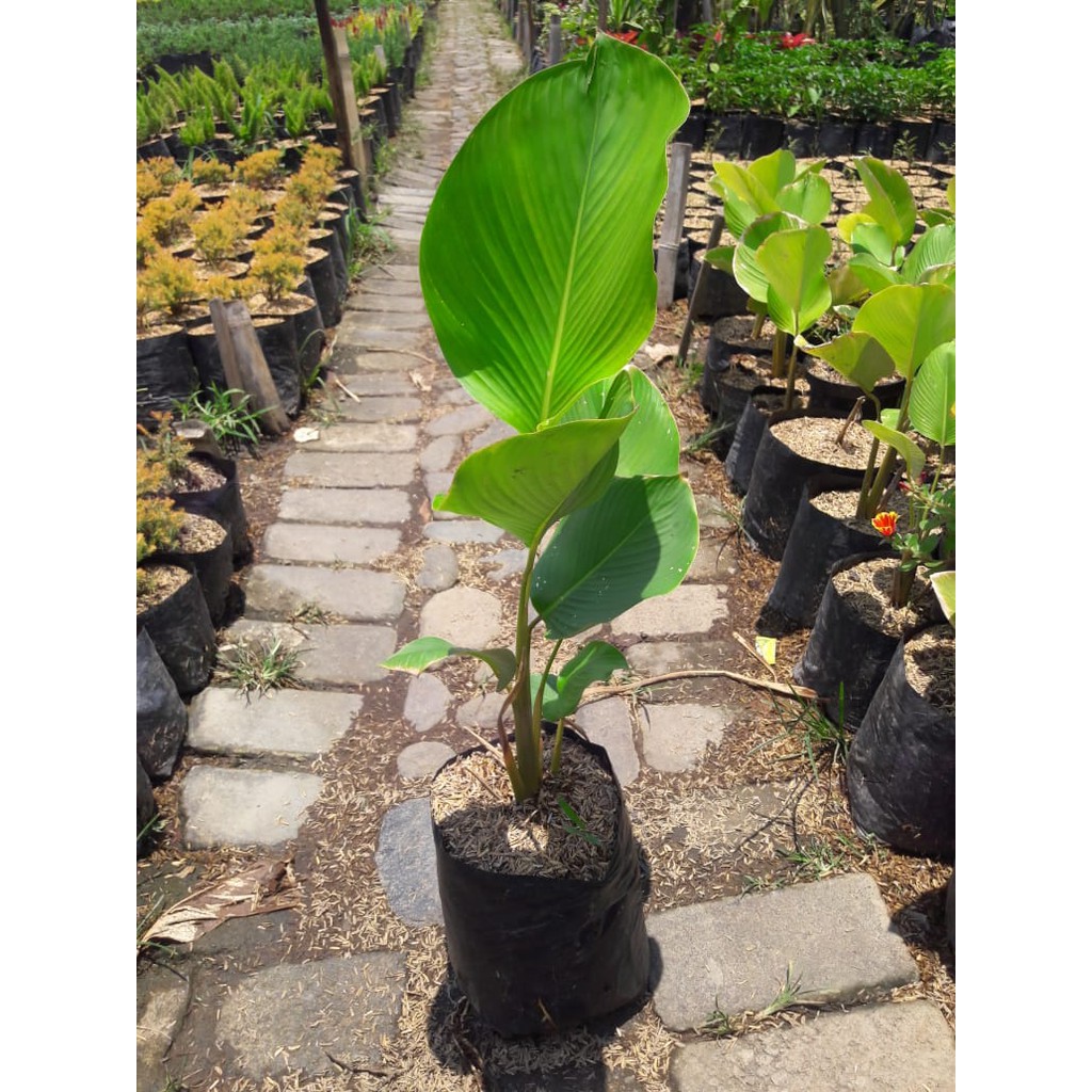 Jual Tanaman Hias Calathea Lutea - Calathea Pisang | Shopee Indonesia