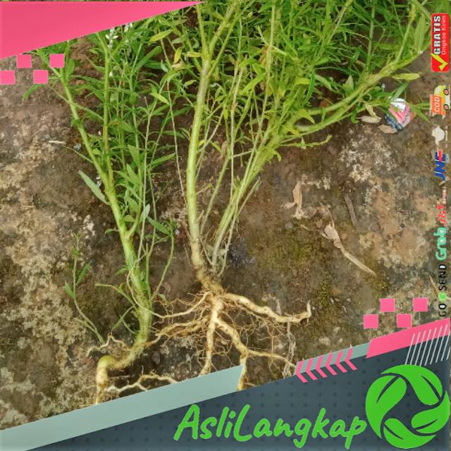 Jual Tumbuhan balsem polygala faniculata tumbuhan terason(50gram ...