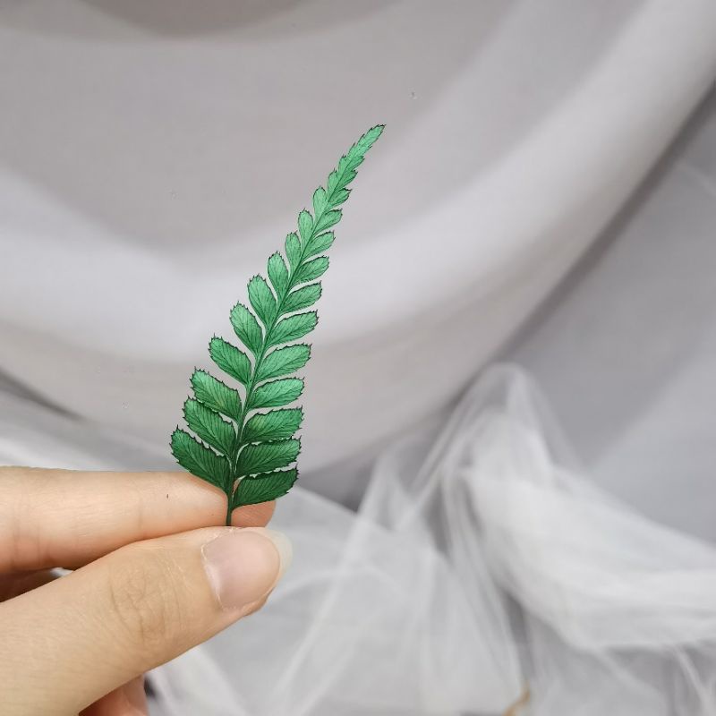 Jual Daun Pakis Mini panjang 5-10 cm | Shopee Indonesia