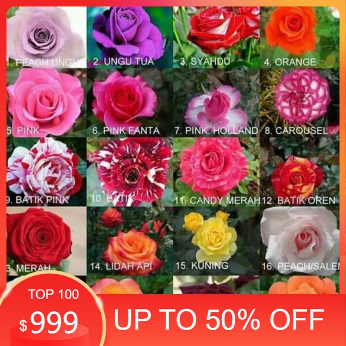 Jual paket 10 bibit bunga mawar import siap berbunga | Shopee Indonesia