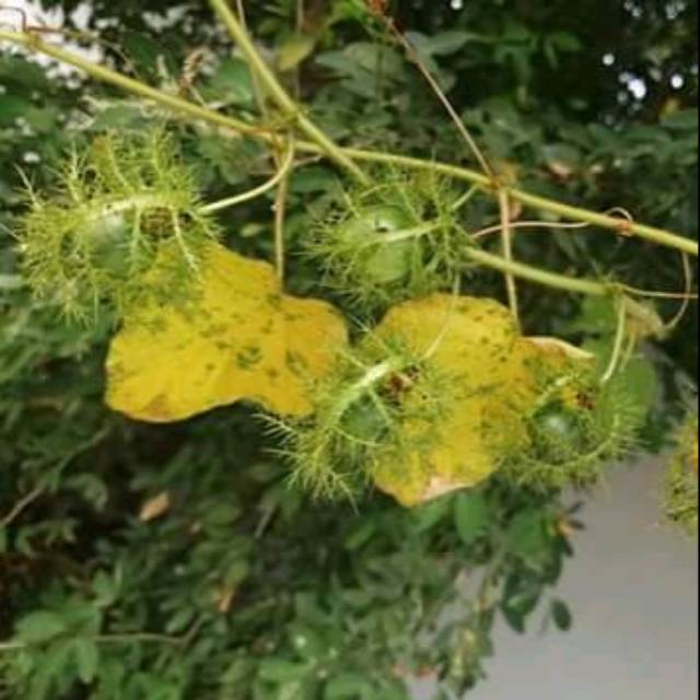 Jual Buah rambusa | Shopee Indonesia