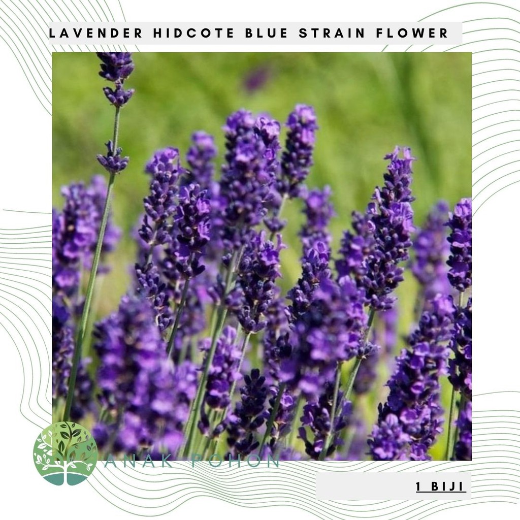 Jual Benih / Bibit / Biji - Lavender Hidcote Blue Strain Flower (WISATA ...