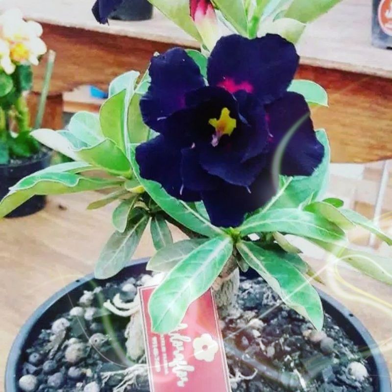 Jual adenium purple blue feast Kamboja Jepang (bibit) | Shopee Indonesia