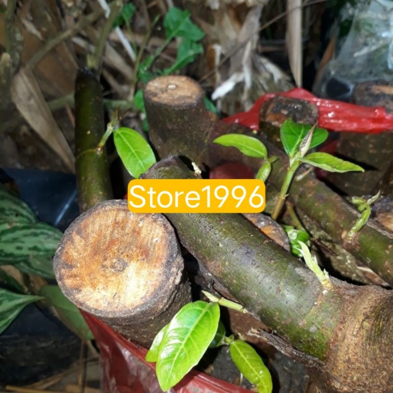 Jual Bibit Stek loa pohon loa super 500 gram | Shopee Indonesia