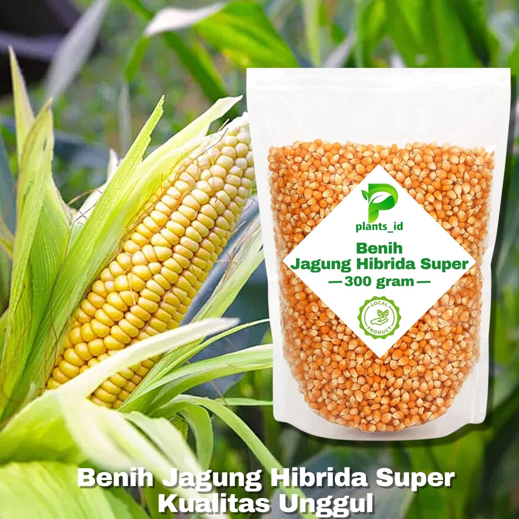 Jual Benih Jagung Hibrida Super Kualitas Unggul Kemasan 300 gram ...