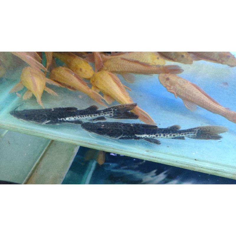 Jual ikan leopard Tiger chat fish ukuran 12 cm | Shopee Indonesia