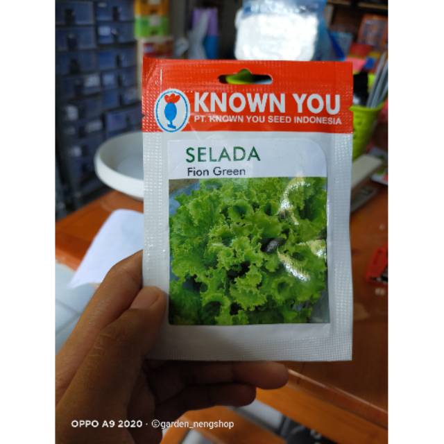 Jual Benih Bibit Selada Fion Green Known You Seed 5 Gram Selada KYS - Grosir Pertanian | Shopee ...