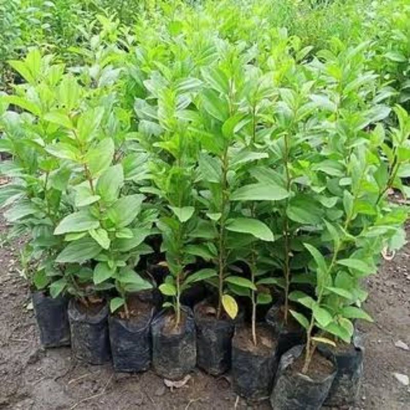 Jual bibit Bidara pohon Bidara arab beli 1 gratis 1 bibit | Shopee ...