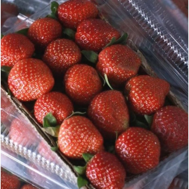 Jual STRAWBERRY FRESH pack /BUAH STRAWBERRY FRESH | Shopee Indonesia