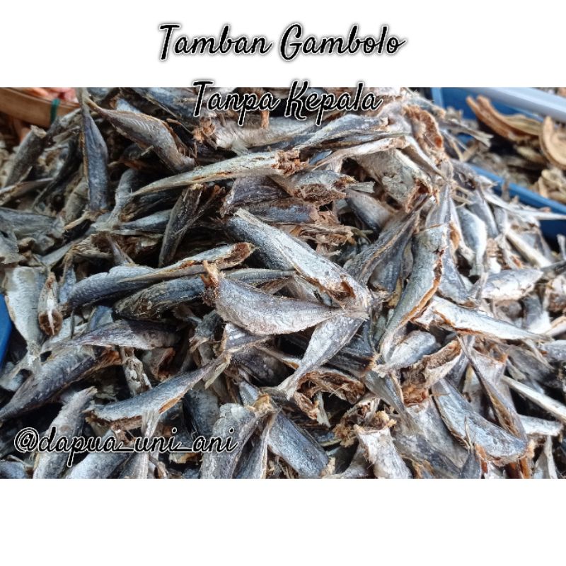 Jual IKAN TAMBAN GAMBOLO / TAMBAN SARAI | Shopee Indonesia
